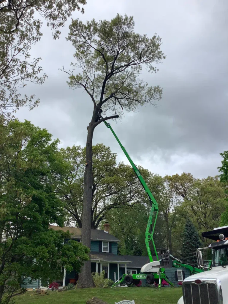 Tree Trimming Services Chambersburg, PA | Zeiset Tree Service