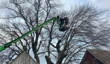 Tree Services Chambersburg, PA | Zeiset Tree Service