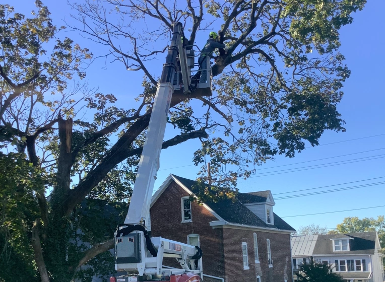Tree Services Fayetteville, PA | Zeiset Tree Service
